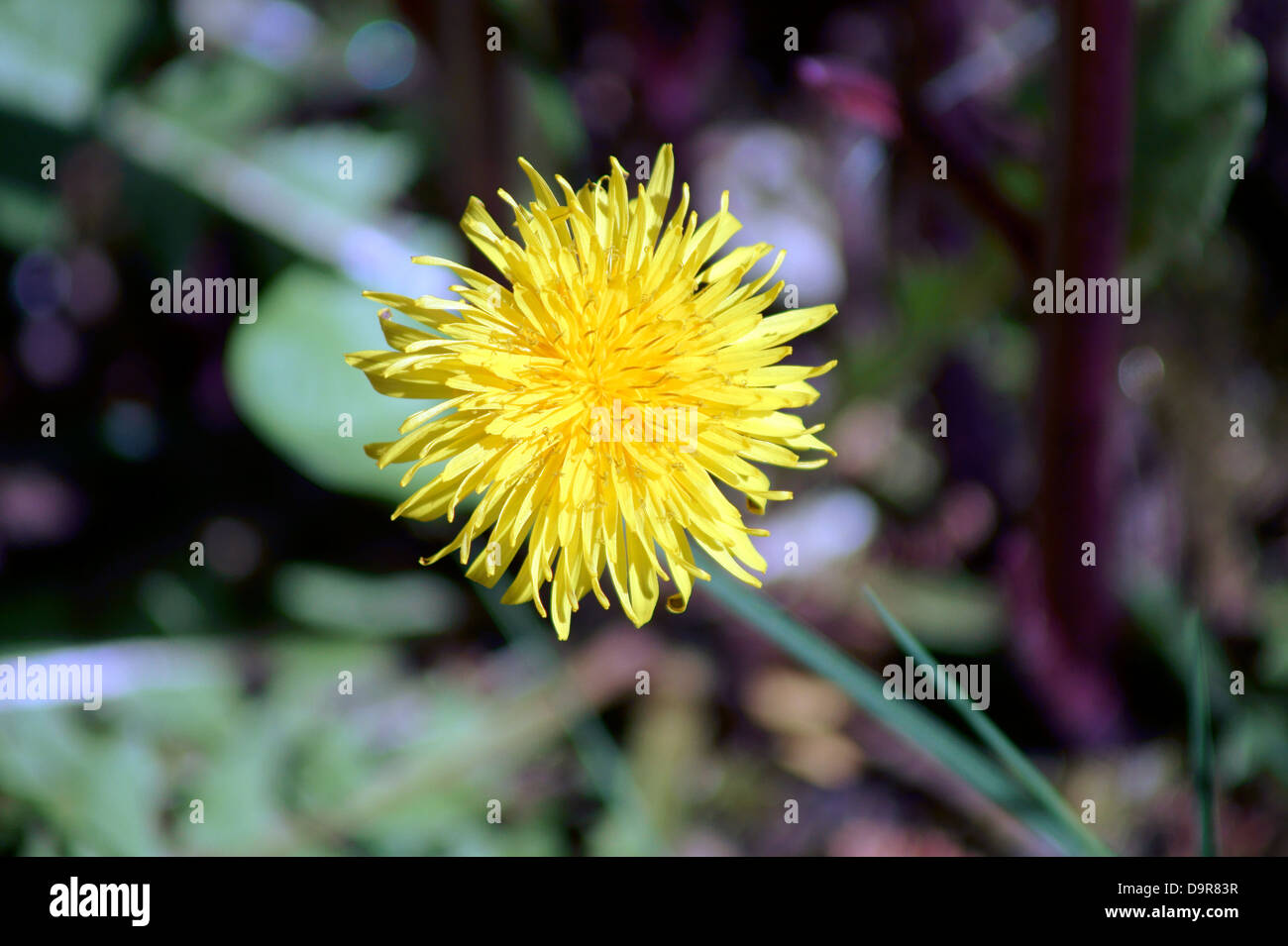 C 10th century a d hi-res stock photography and images - Alamy