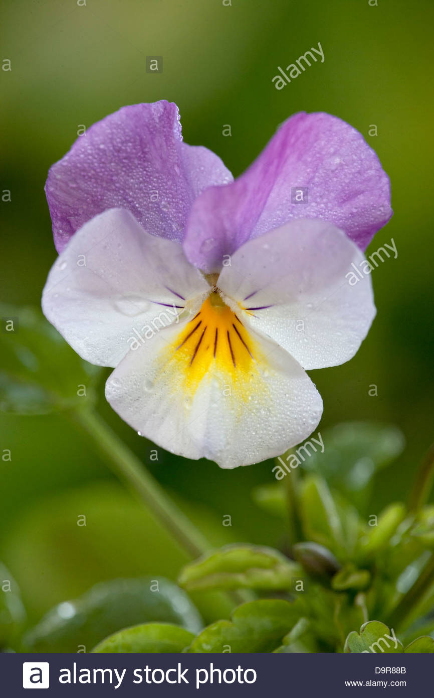 Viola Stock Photos & Viola Stock Images - Alamy