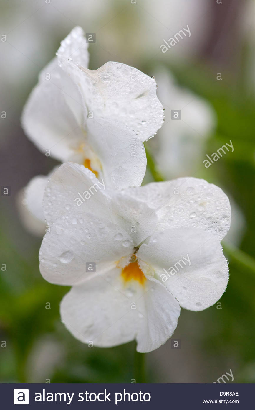 Viola Cornuta Penny Stock Photos & Viola Cornuta Penny Stock Images - Alamy