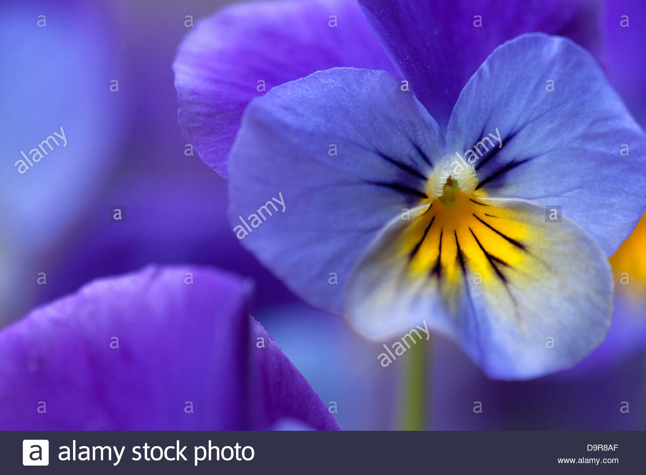 Pansy Face High Resolution Stock Photography and Images - Alamy