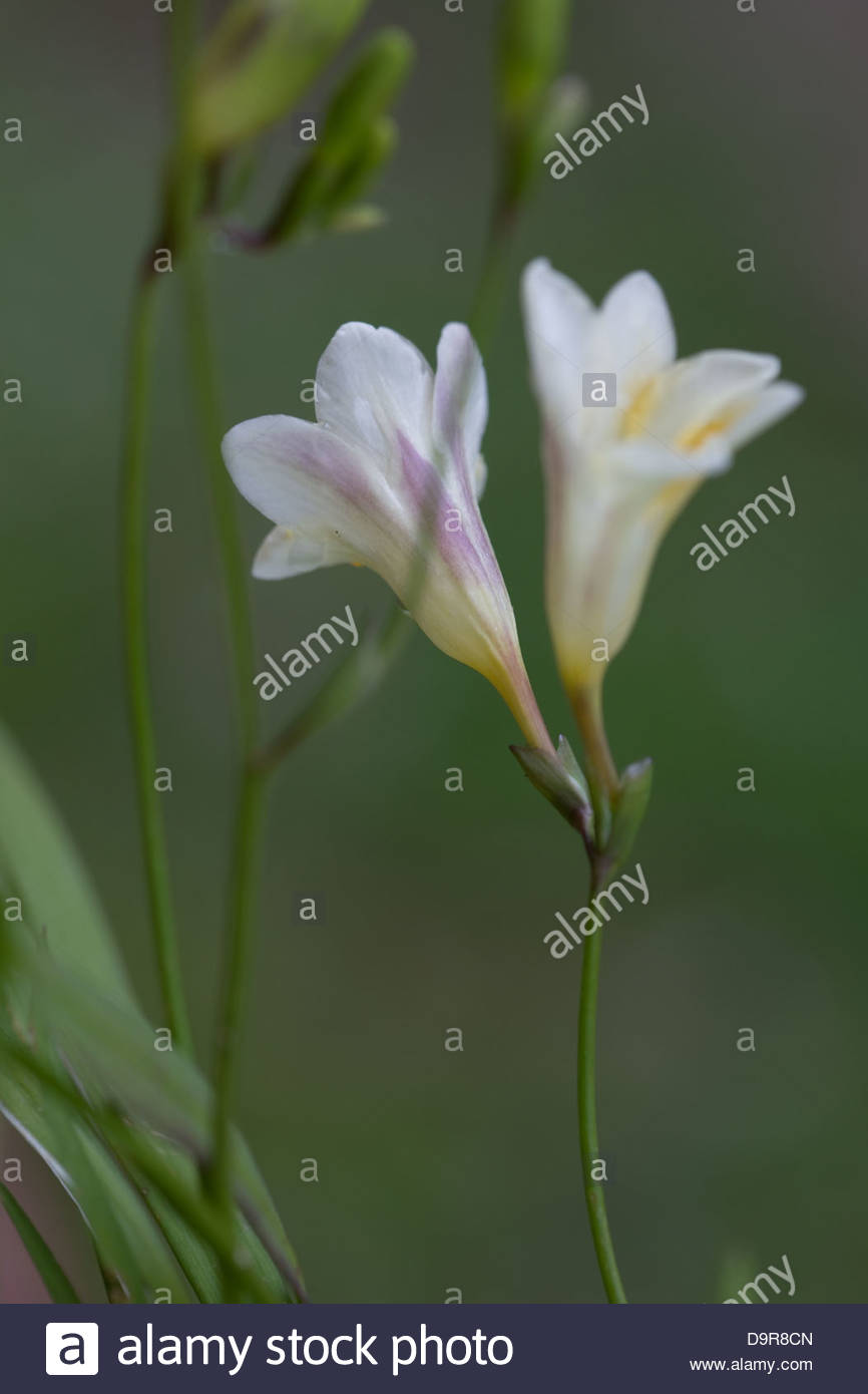 Freesia High Resolution Stock Photography and Images - Alamy