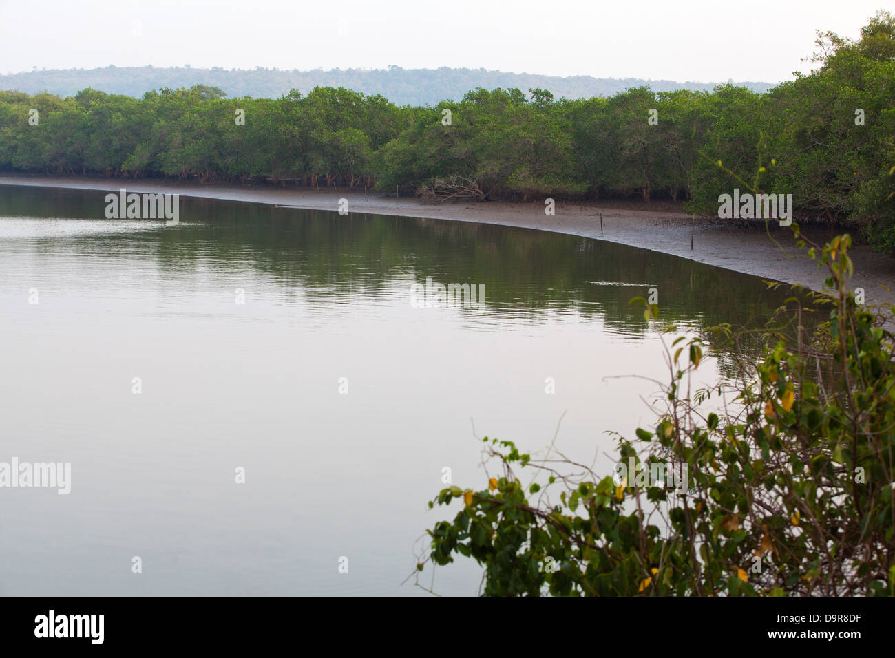 Reflection of trees on water, Goa, India Stock Photo - Alamy