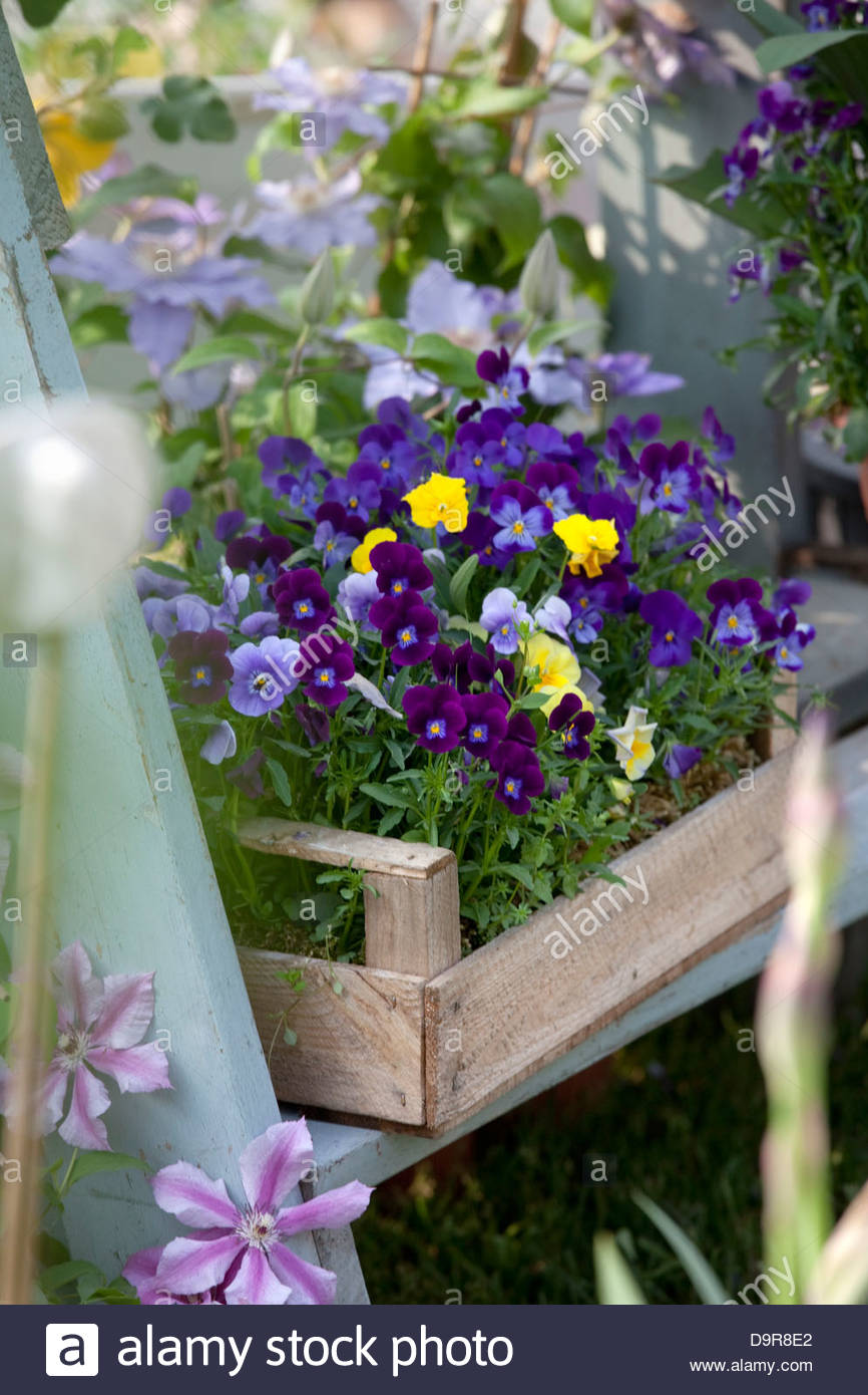 Wood Violets Stock Photos & Wood Violets Stock Images - Alamy