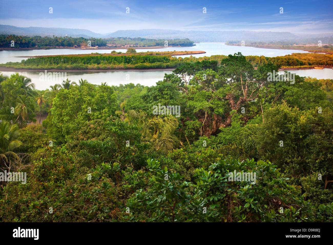 Trees at the seaside, Goa, India Stock Photo - Alamy