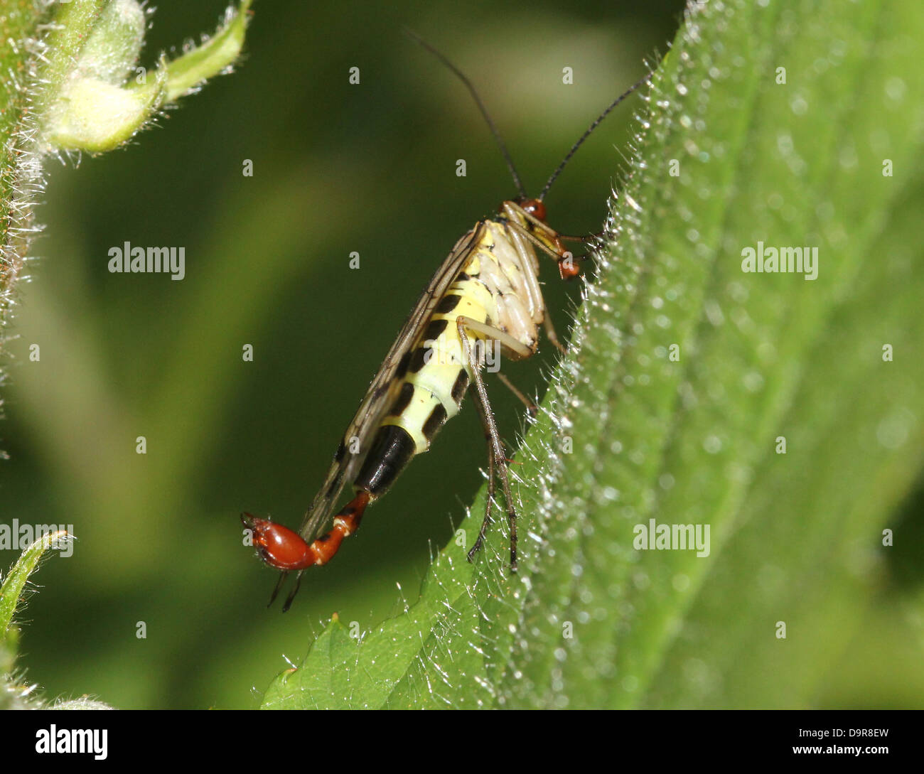 Close-up of a male common scorpionfly ( Panorpa communis) with its ...