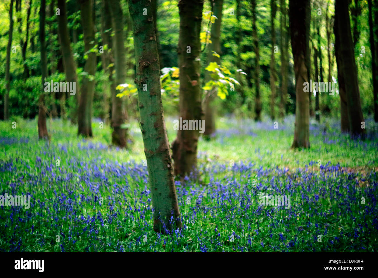 bluebells in woods Stock Photo - Alamy