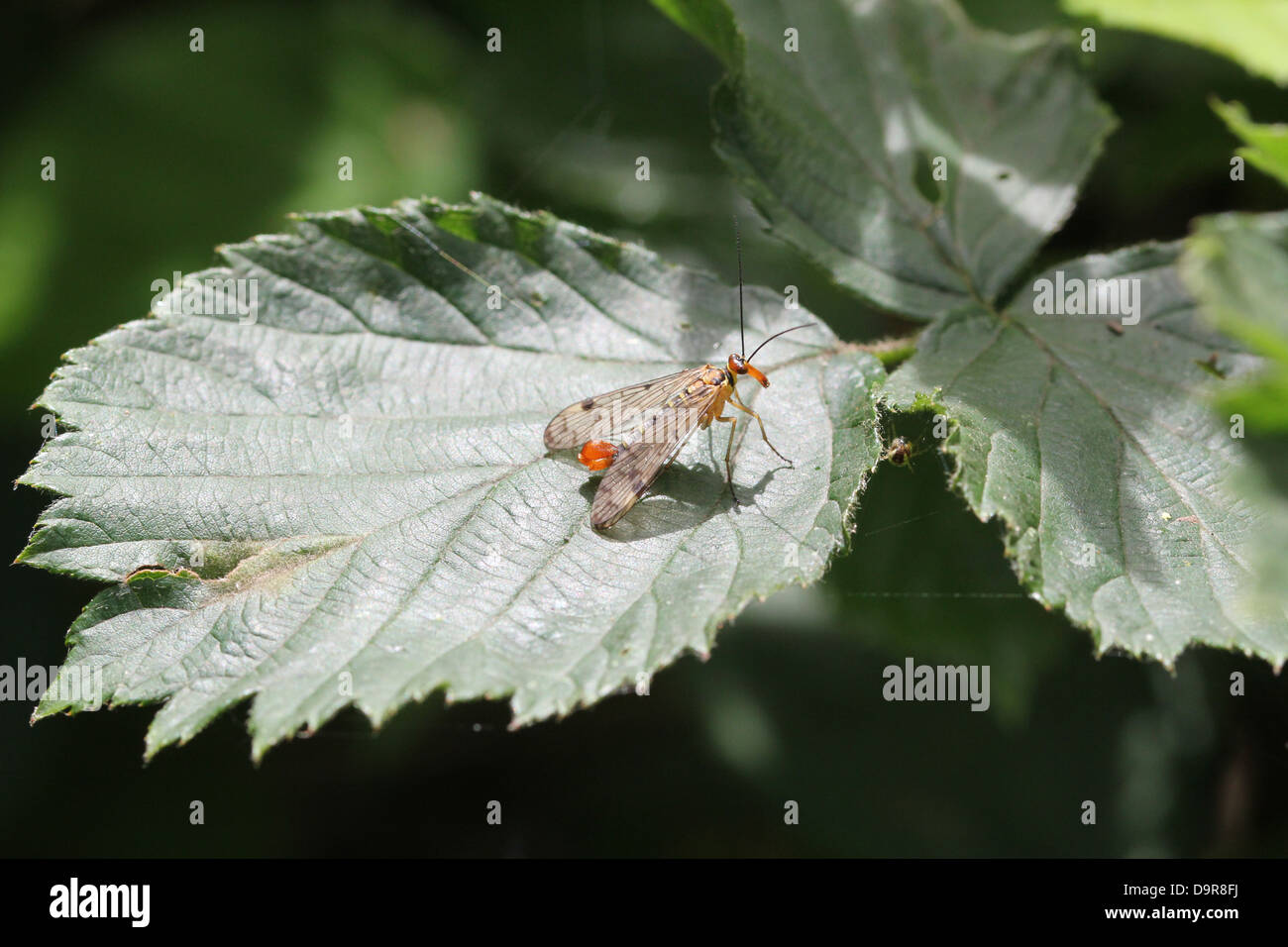 Scorpion like tail hi-res stock photography and images - Alamy