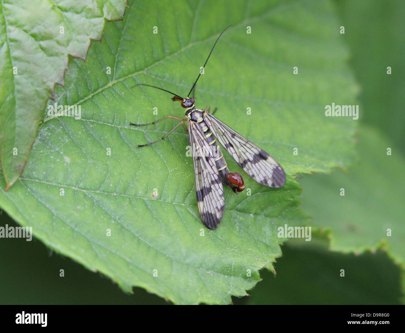 Skorpion insekt hi-res stock photography and images - Alamy