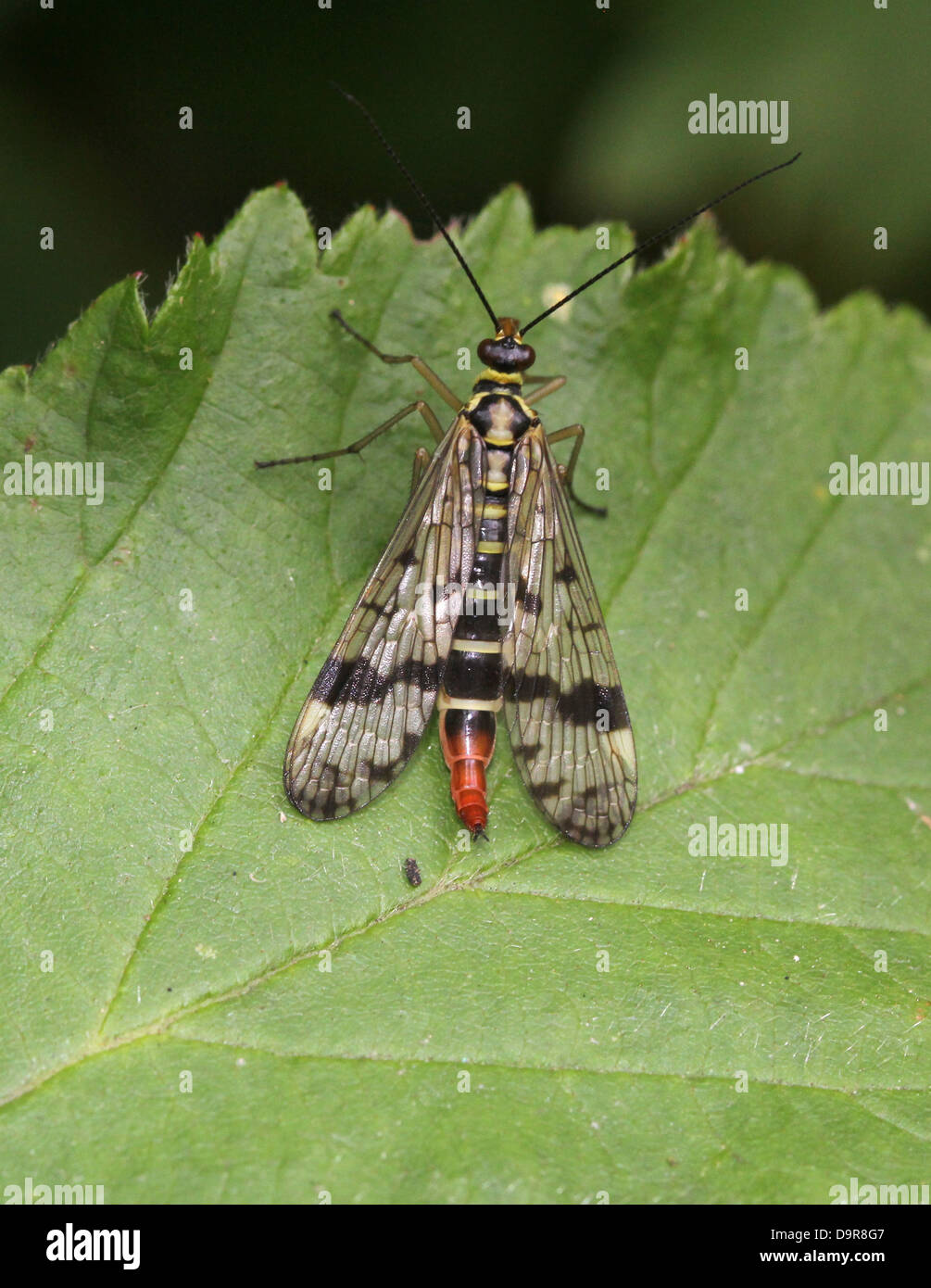 Close-up of a female common scorpionfly ( Panorpa communis Stock Photo ...