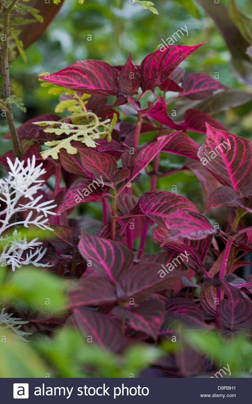 Iresine Stock Photos & Iresine Stock Images - Alamy