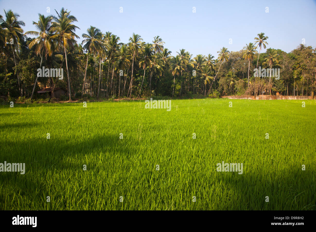 Crop in a field, Goa, India Stock Photo - Alamy