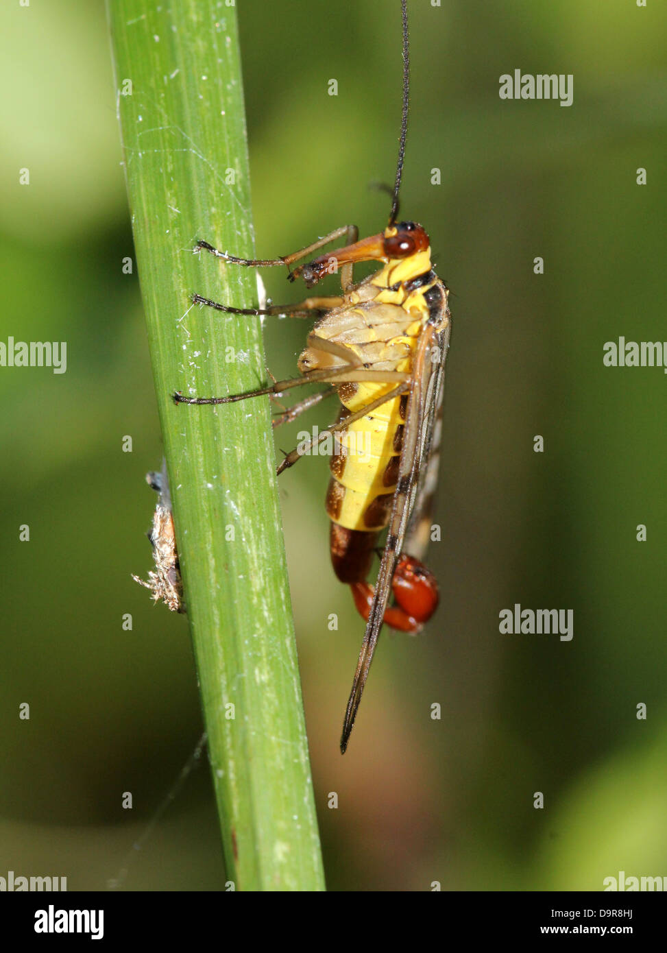 Close-up of a male common scorpionfly ( Panorpa communis) with its ...