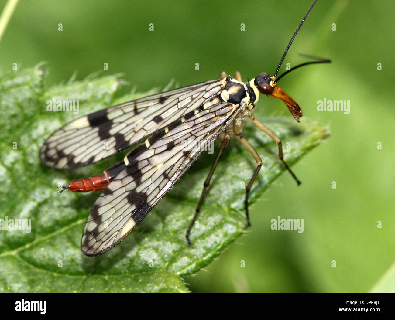 Female common scorpionfly hi-res stock photography and images - Alamy