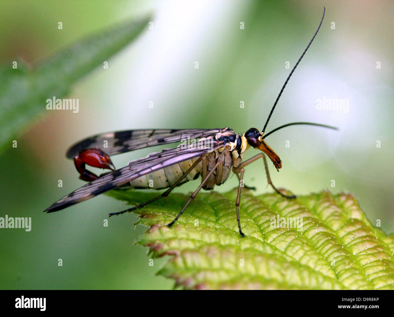 Close-up of a male common scorpionfly ( Panorpa communis) with its ...