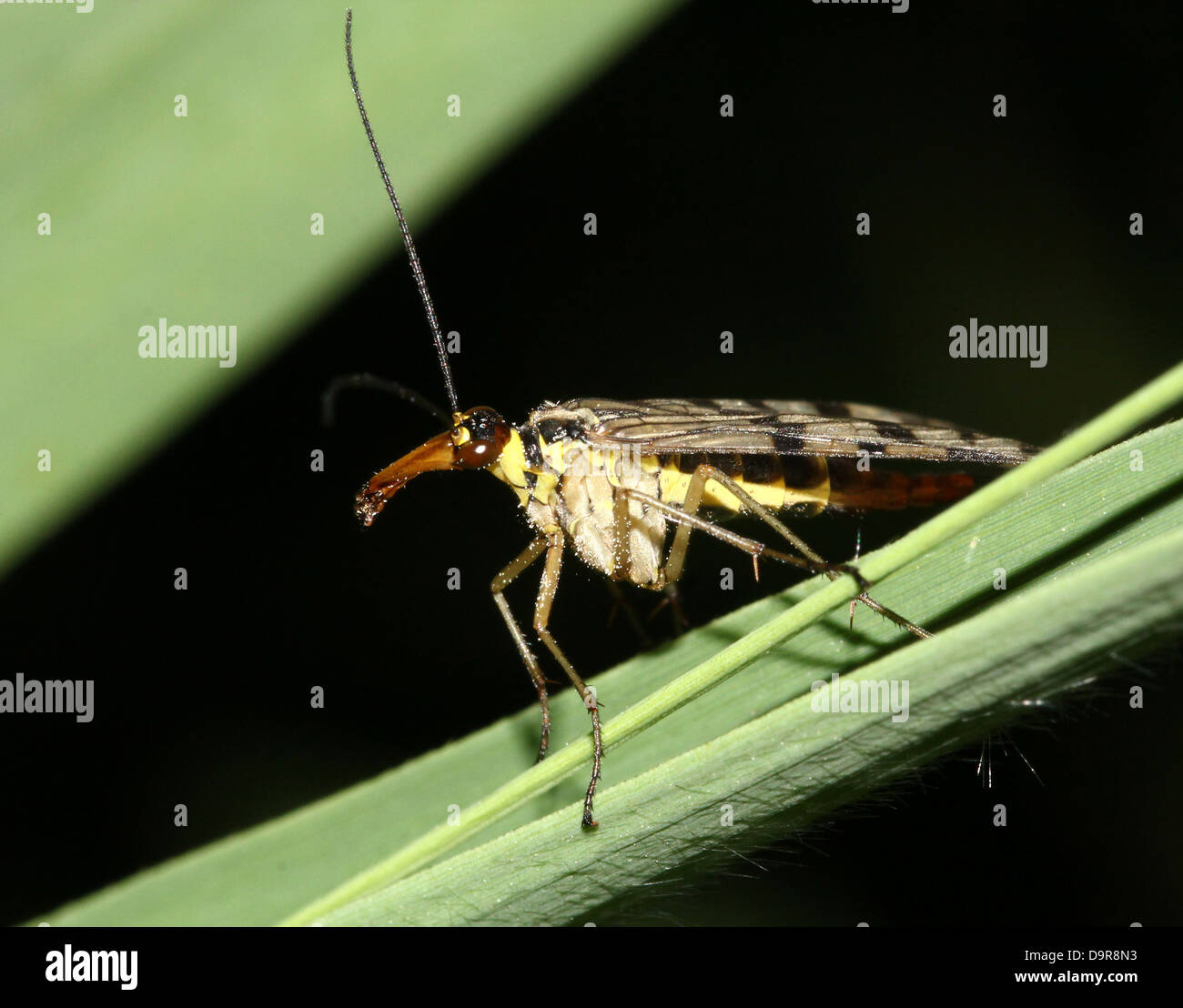 Close-up of a female common scorpionfly ( Panorpa communis Stock Photo ...