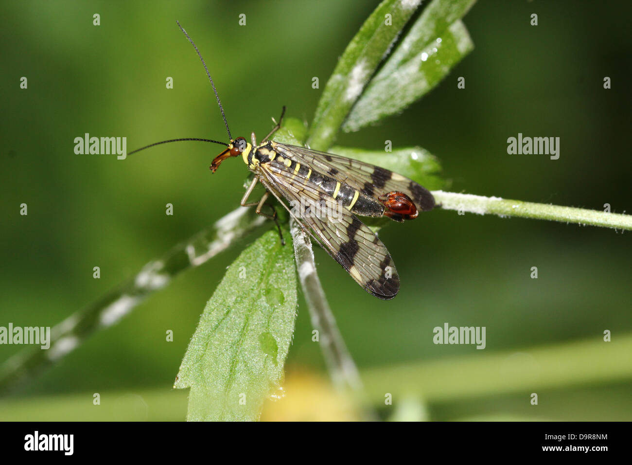 Close-up of a male common scorpionfly ( Panorpa communis) with its ...