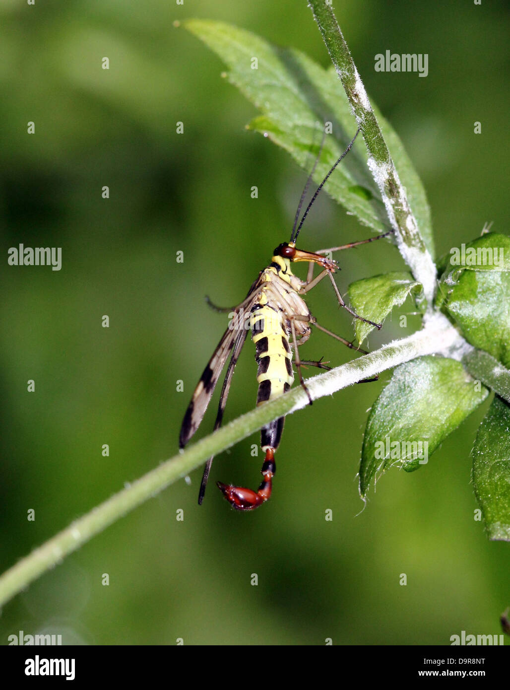 Scorpion like tail hi-res stock photography and images - Alamy