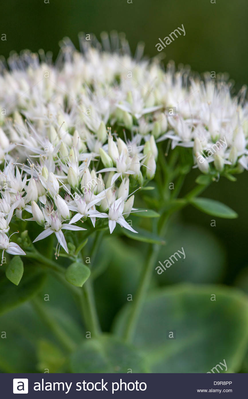 Sedum Spectabile Iceberg High Resolution Stock Photography and Images ...
