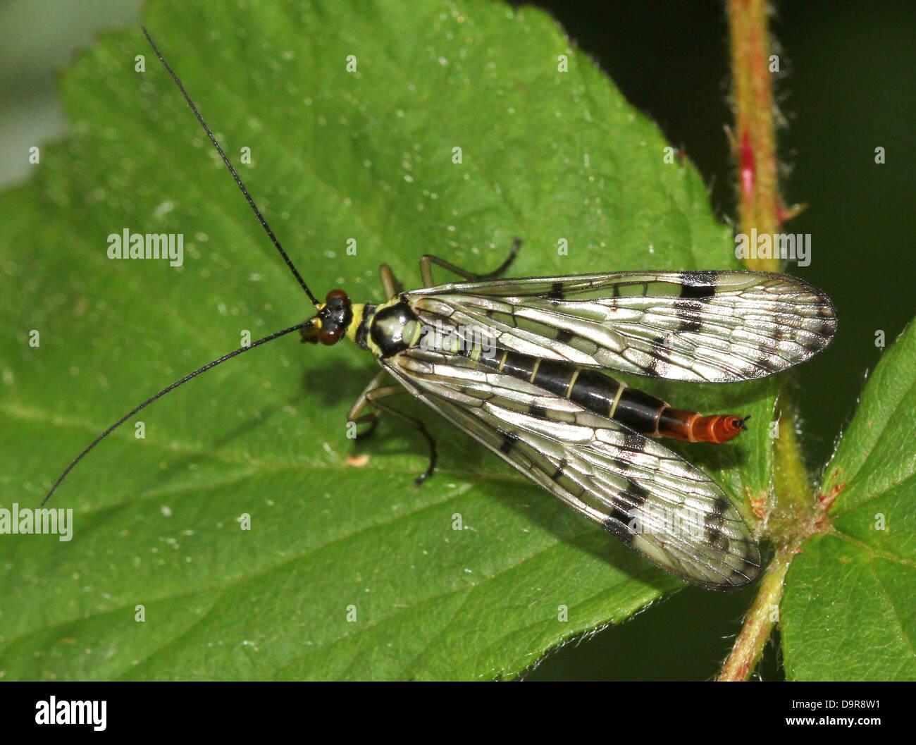Close-up of a female common scorpionfly ( Panorpa communis Stock Photo ...