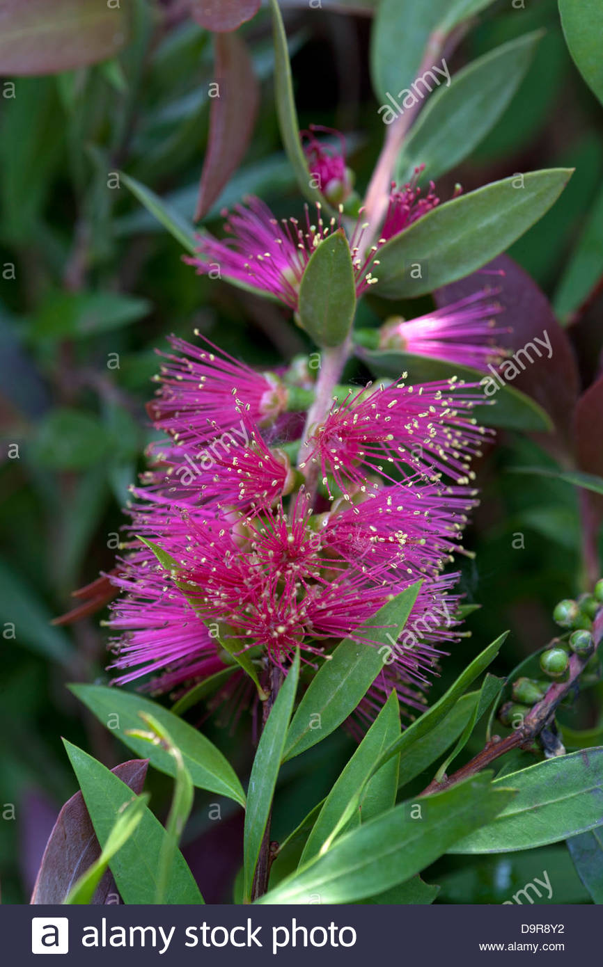 Callistemon High Resolution Stock Photography and Images - Alamy