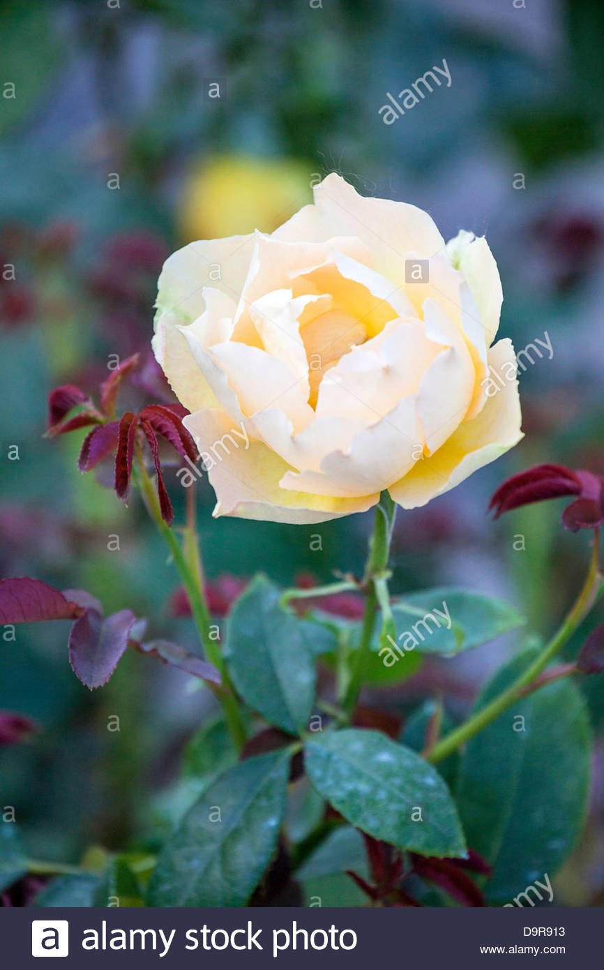Floribunda Rose High Resolution Stock Photography and Images - Alamy