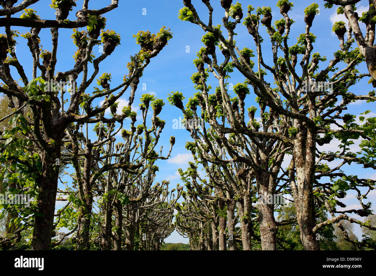 avenue of trees Stock Photo - Alamy