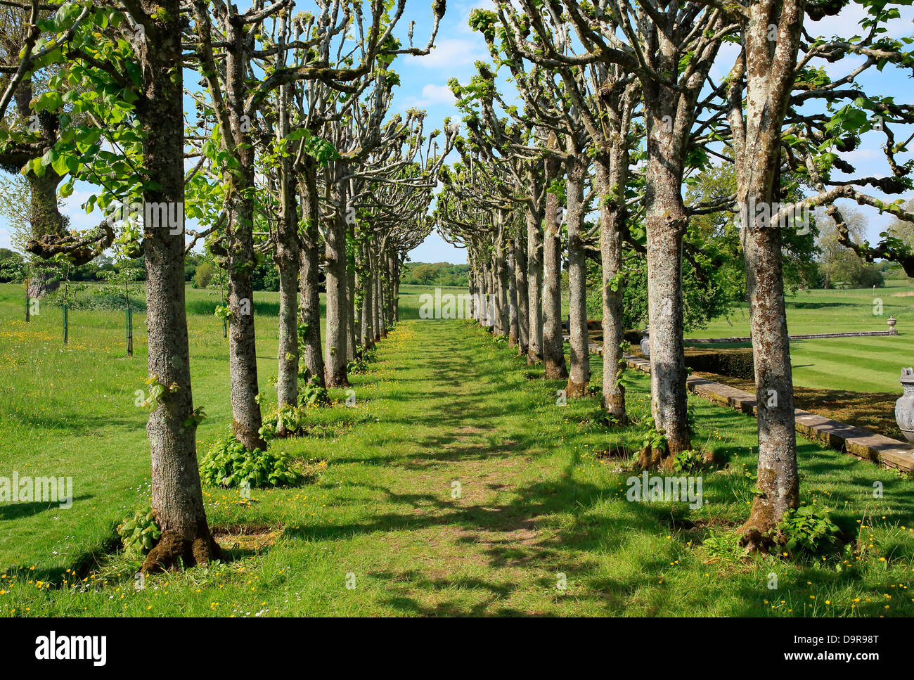 avenue of trees Stock Photo - Alamy