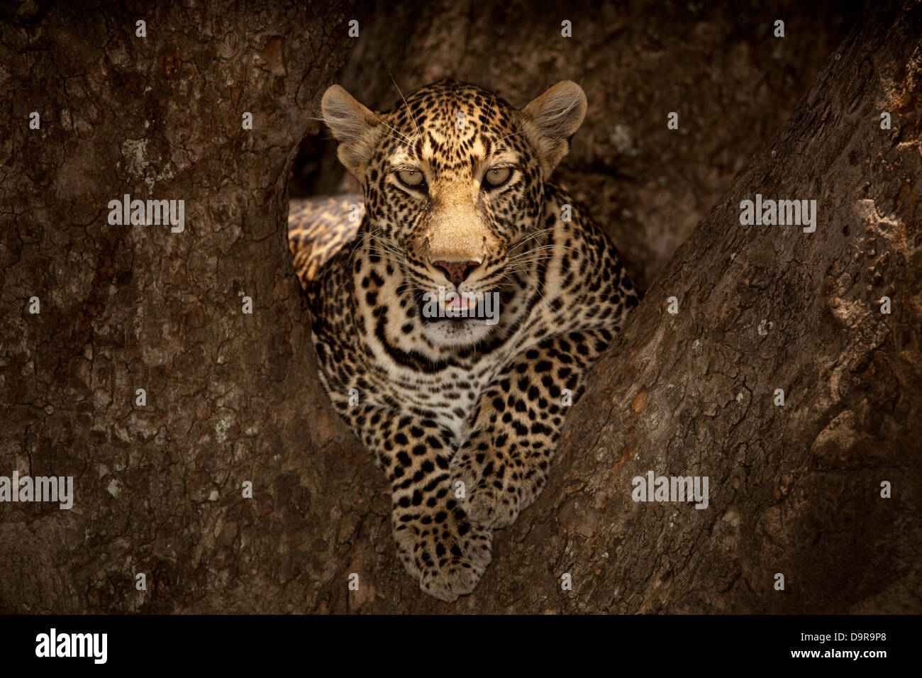 Leopard close up portrait on a tree Stock Photo - Alamy