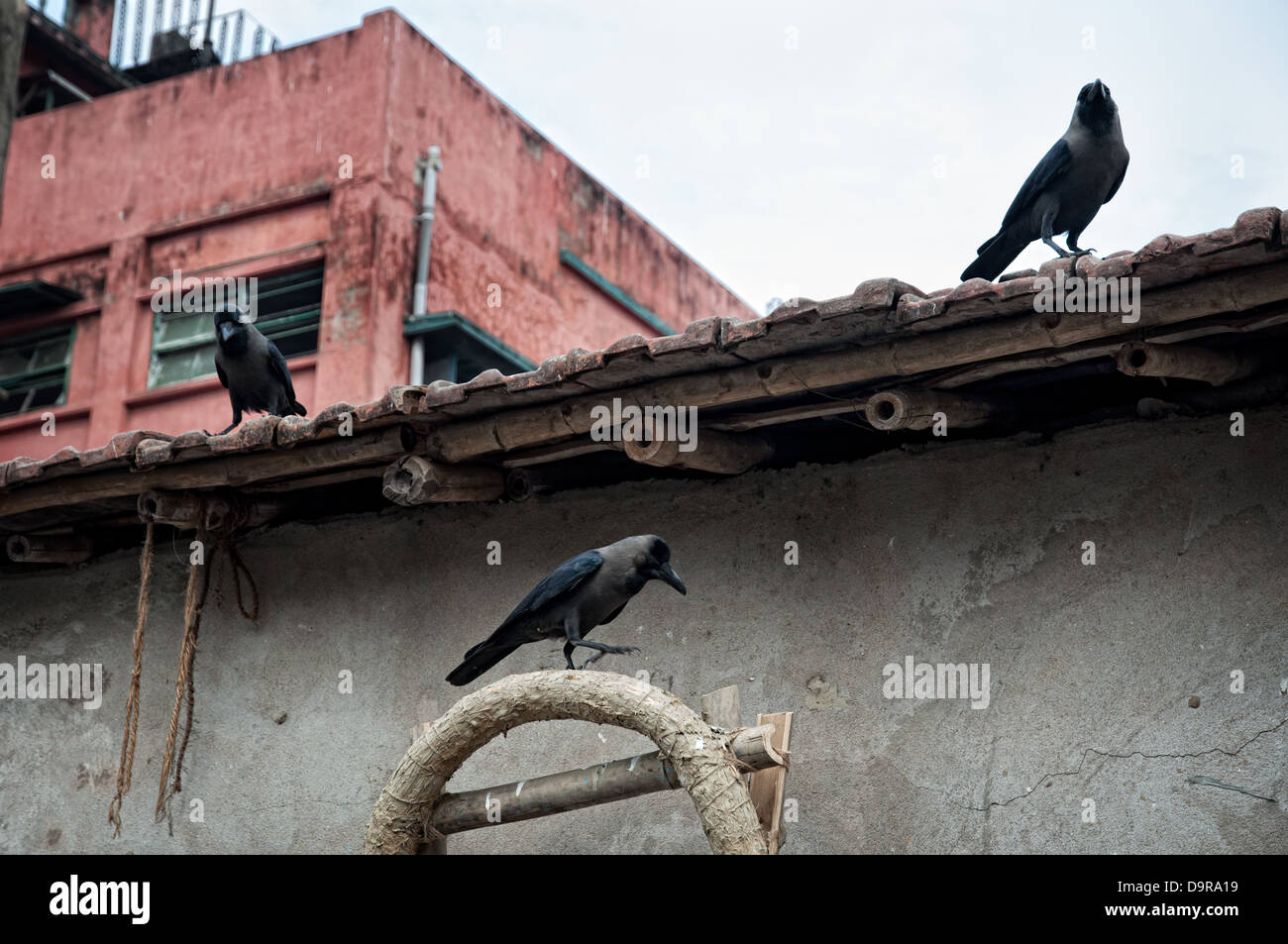 Crows. Calcutta, West Bengal, India Stock Photo - Alamy