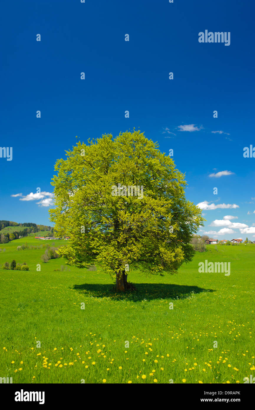 single big beech tree in spring Stock Photo - Alamy