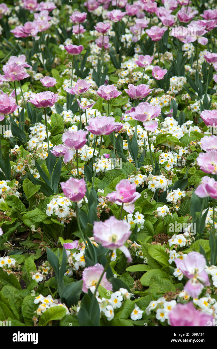 Tulips in Flower Beds at Victoria Embankment Gardens in London UK Stock ...
