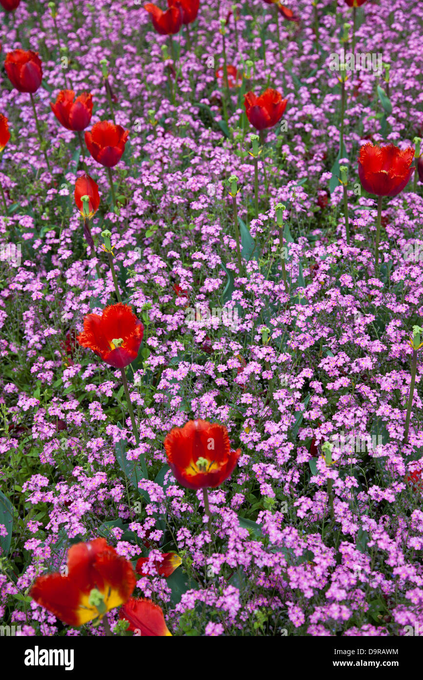 Tulips in Flower Beds at Victoria Embankment Gardens in London UK Stock ...