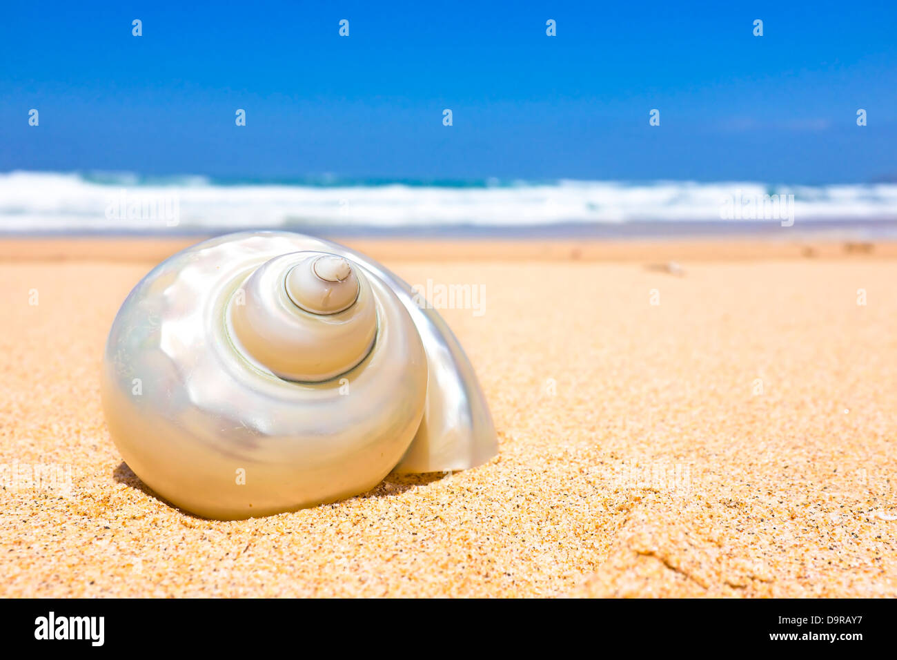 Seashell and water hi-res stock photography and images - Alamy