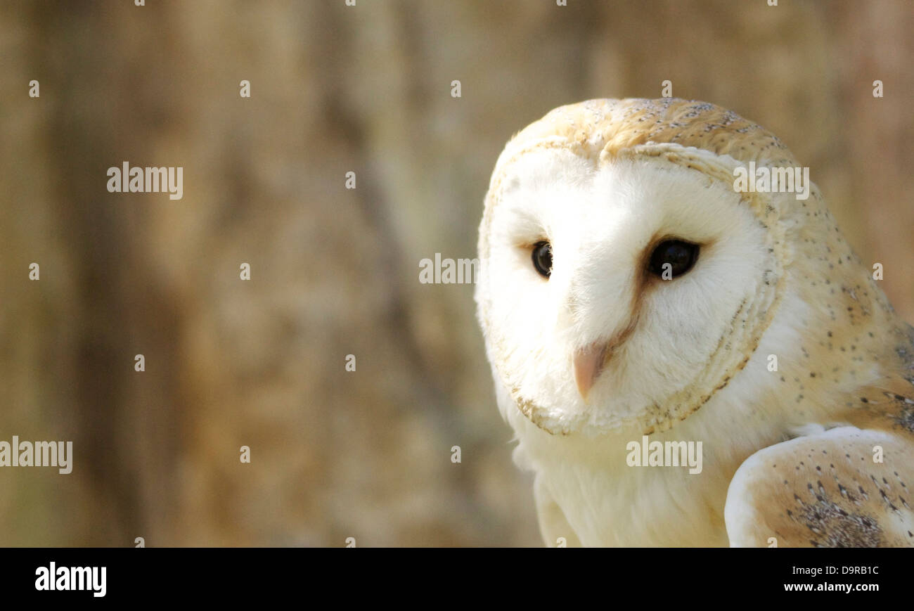 Barn Owl in Spring Stock Photo - Alamy