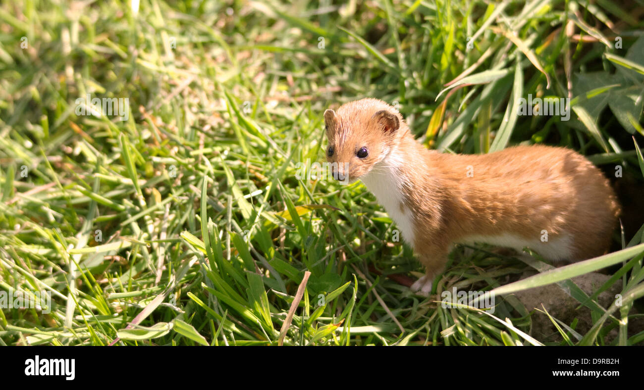 Weasel in Spring, Southern England Stock Photo - Alamy