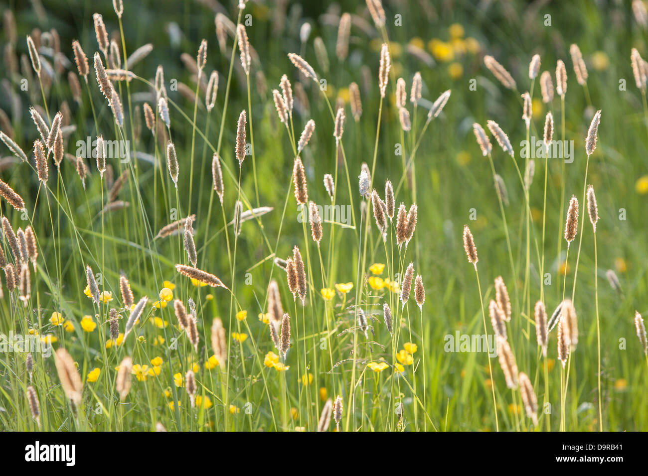 Timothy Grass