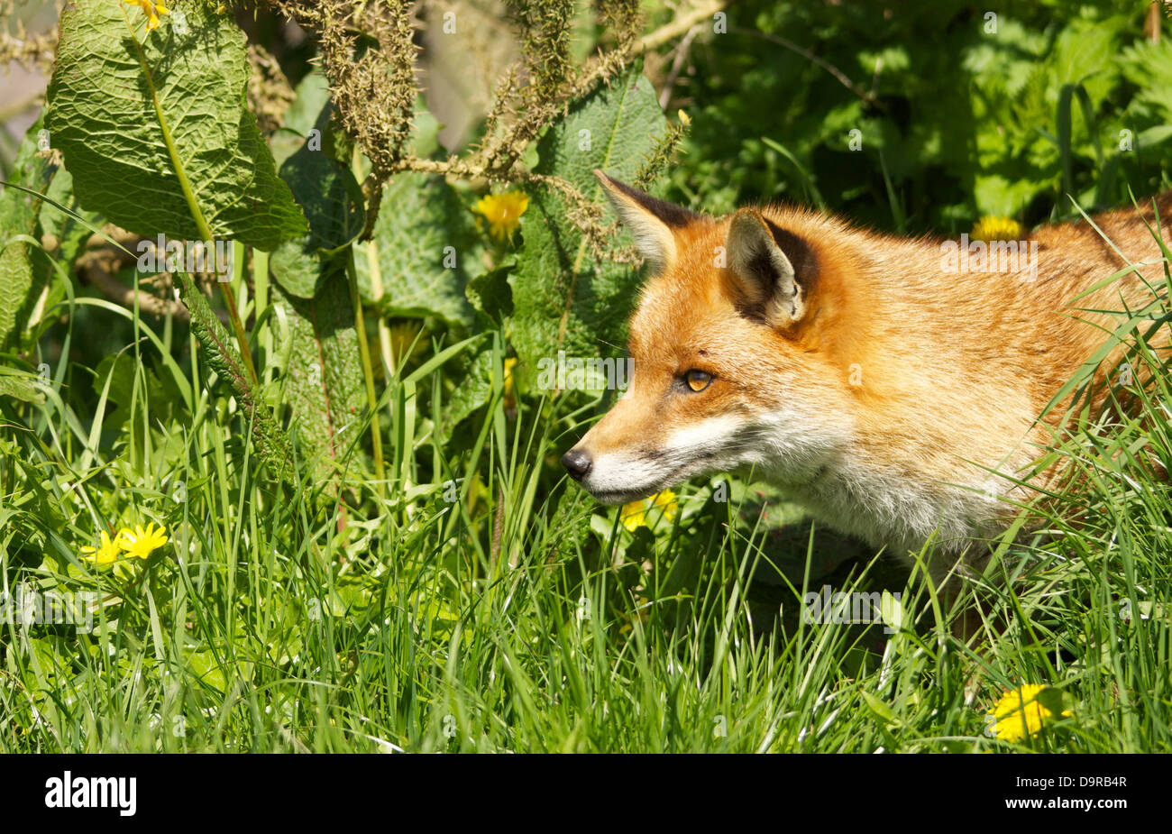 Red Fox in Spring, Southern England Stock Photo - Alamy