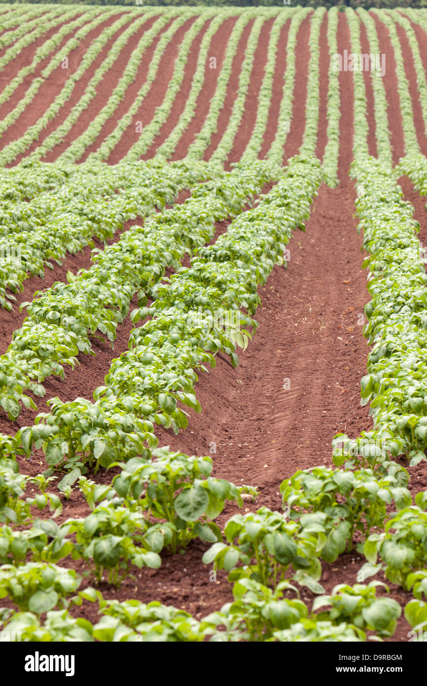 Potatoes crop growing on ridges, Herefordshire, England, UK Stock Photo ...