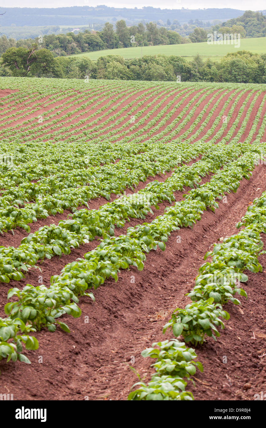 Potatoes crop growing on ridges, Herefordshire, England, UK Stock Photo ...