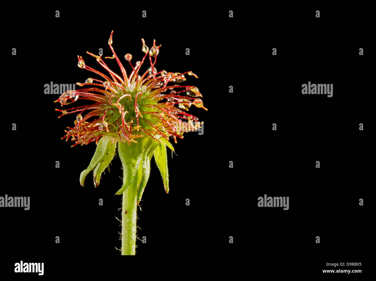Hairy buttercup hi-res stock photography and images - Alamy