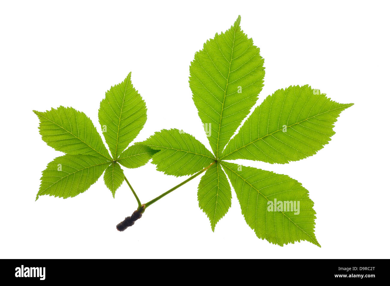 Chestnut leaf pattern hi-res stock photography and images - Alamy