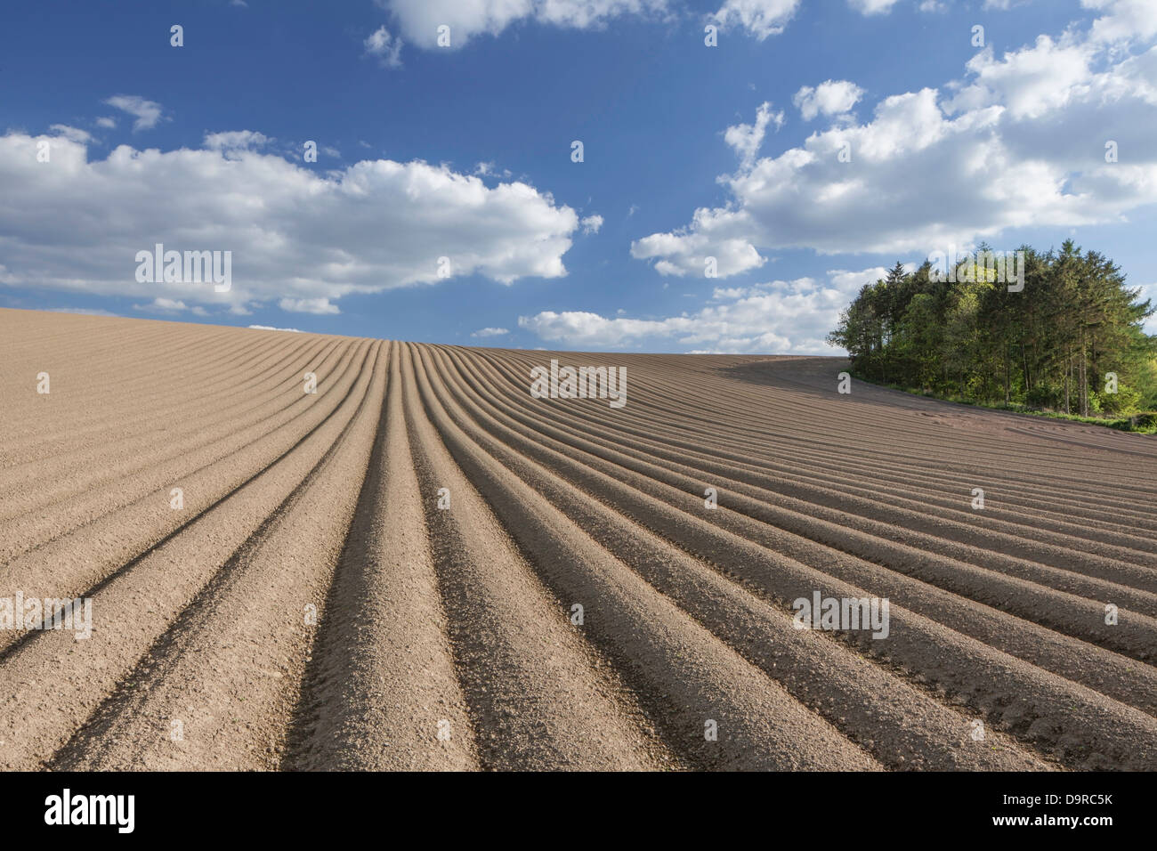 The early stages of a Potato crop growing on ridges, Shropshire ...