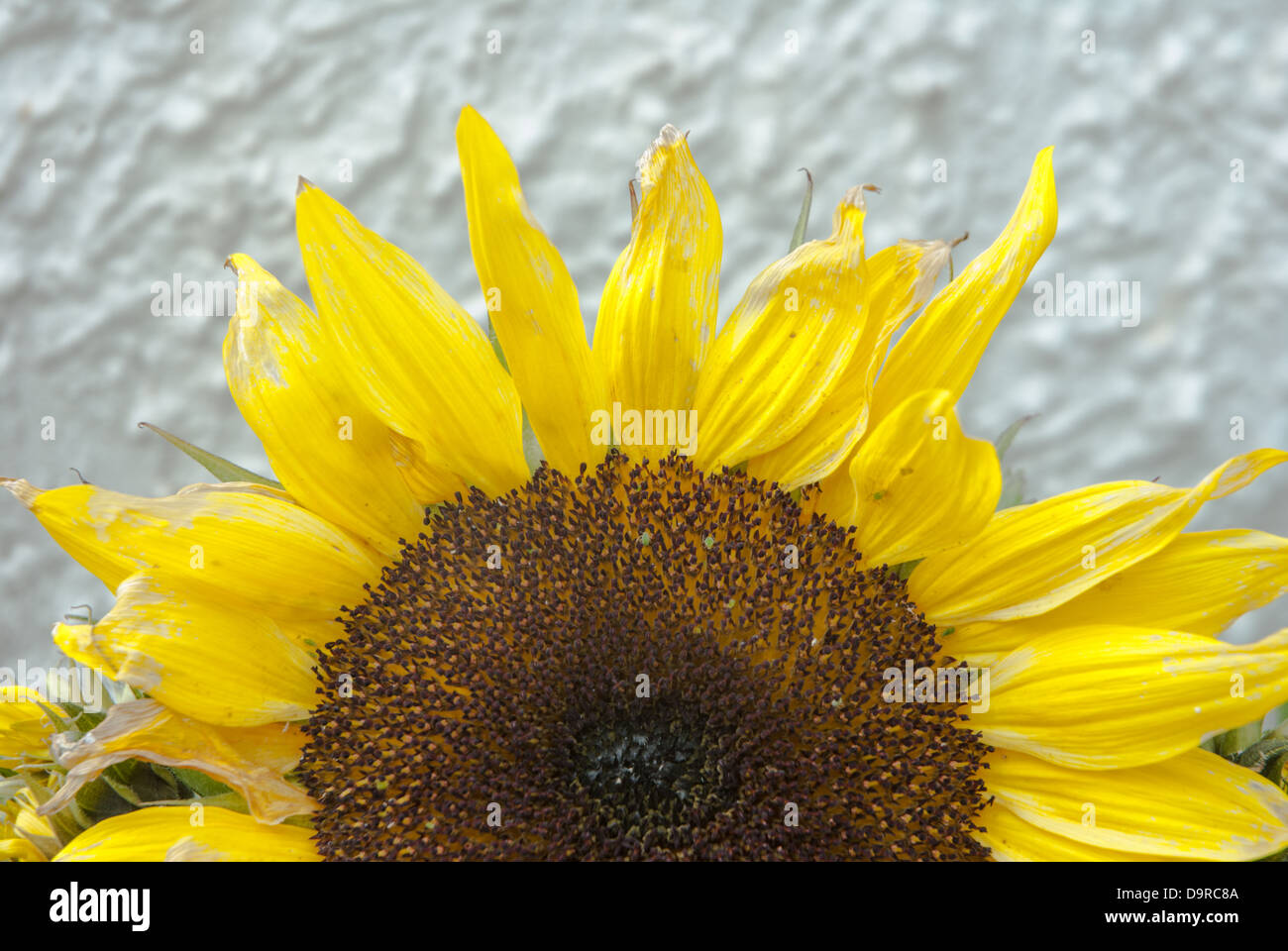 Half sunflower hi-res stock photography and images - Alamy