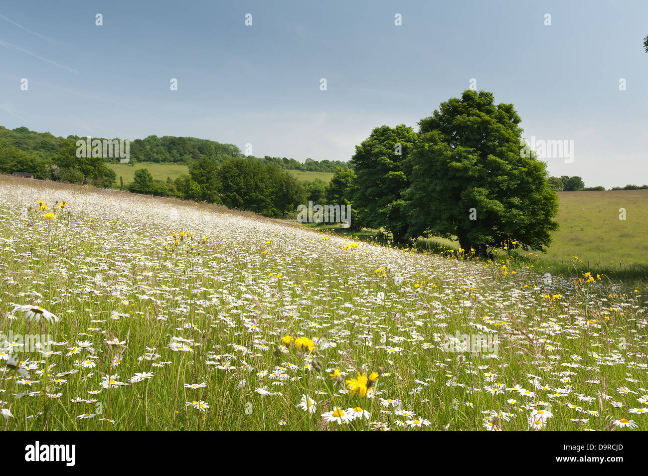 fallow field pasture meadow of wild ox-eye daisy flowers blooms on ...