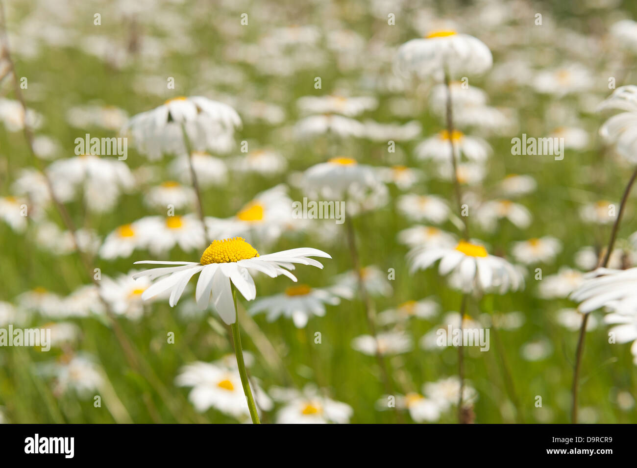 fallow field pasture meadow of wild ox-eye daisy flowers blooms on ...