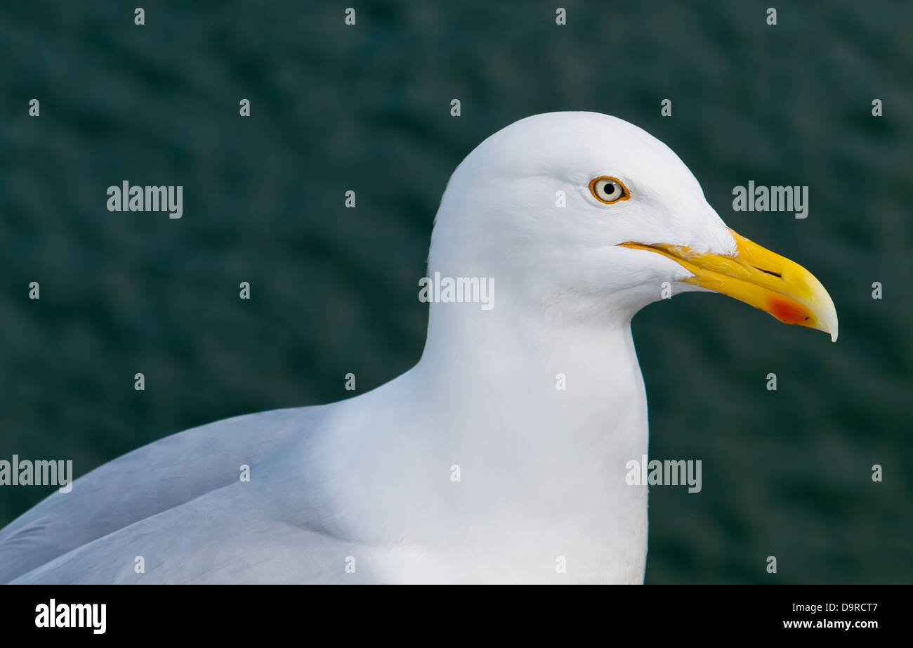 Seagull standing on Whitby Bay Pier with the sea in the background ...