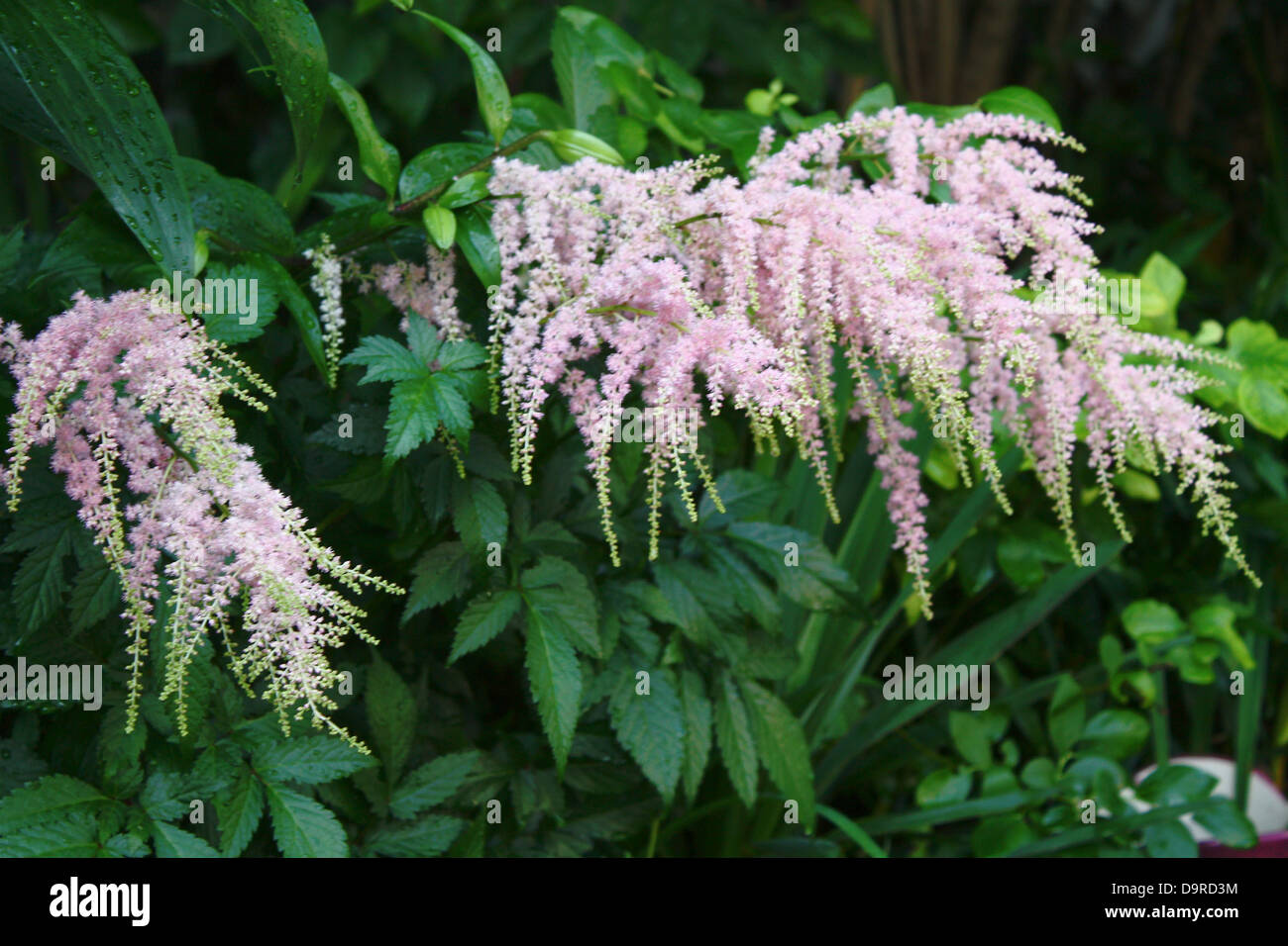 Astilbe flower hi-res stock photography and images - Alamy