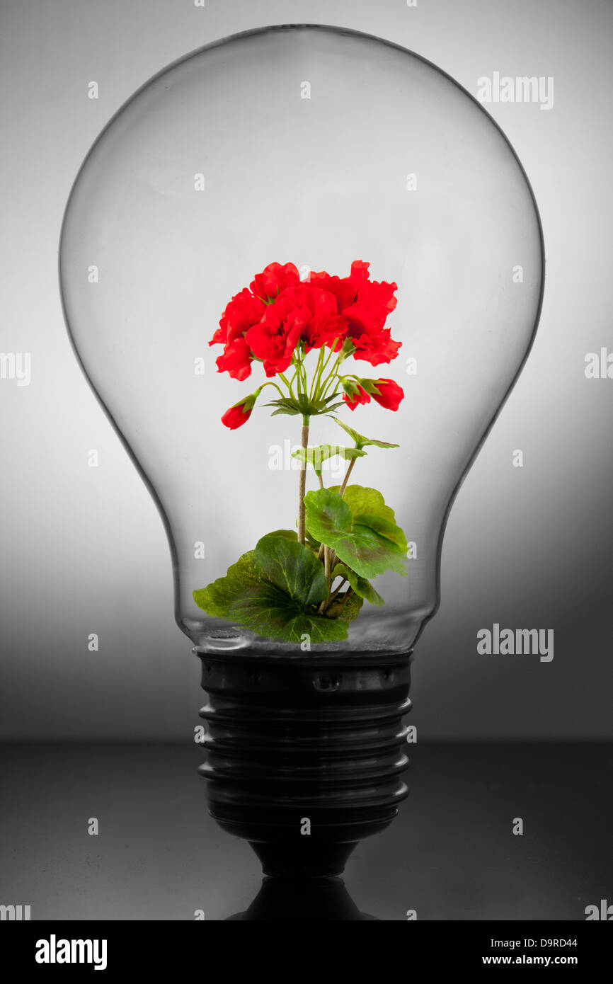 Flower inside light bulb Stock Photo - Alamy