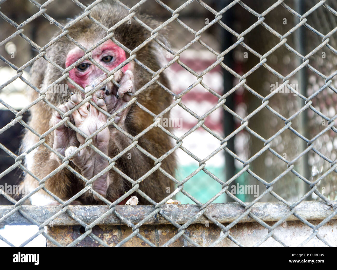 Sad baby monkey hi-res stock photography and images - Alamy