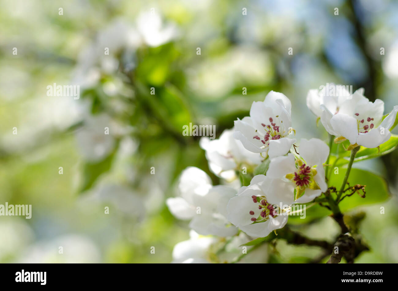 Photo's of a garden in the spring Stock Photo - Alamy